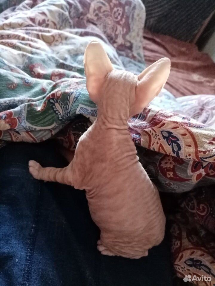 Донской сфинкс мальчик