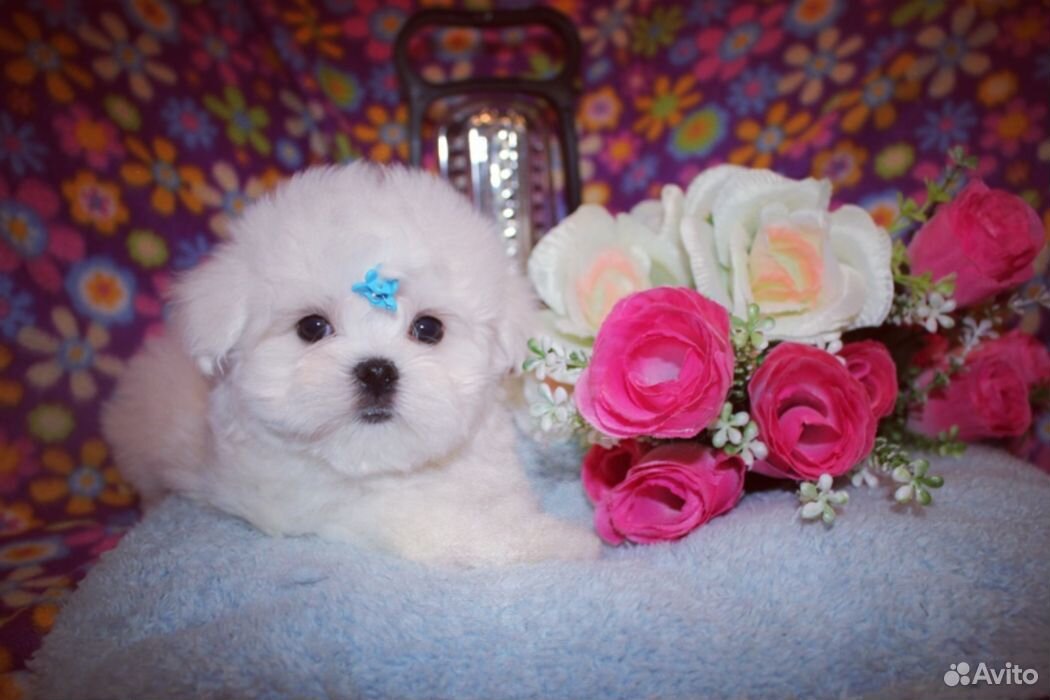 Красавчик мальчик мальтезе 2 мес