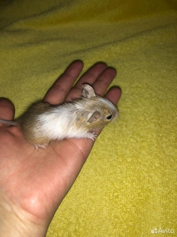 Дегу (цветные)