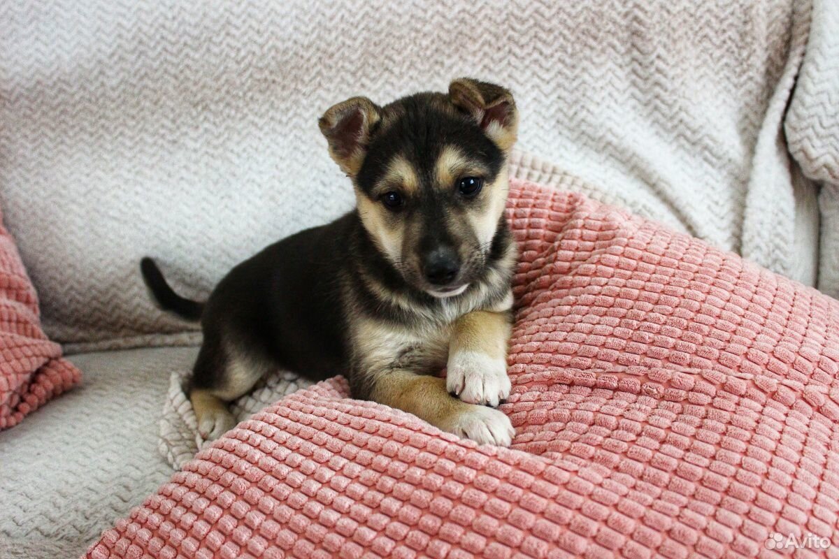 Щенок Габи, девочка 2 месяца