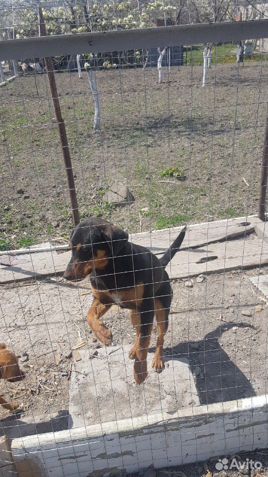 Щенки,одному 7 месяцев, маленькому 1,5месяца