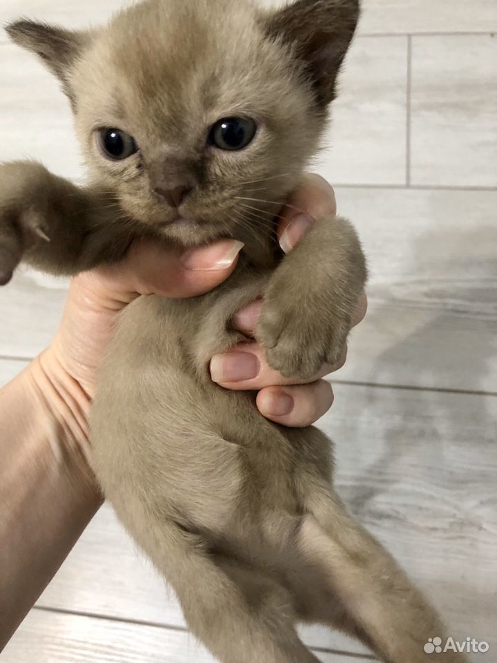 Бурманская