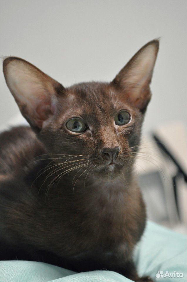 Ориентальная шоколадная девочка