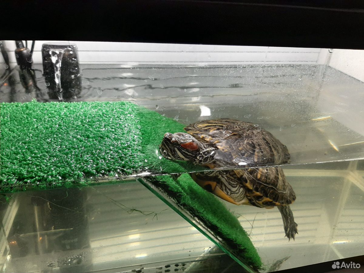 Красноухая пресноводная черепаха с аквариумом на 1