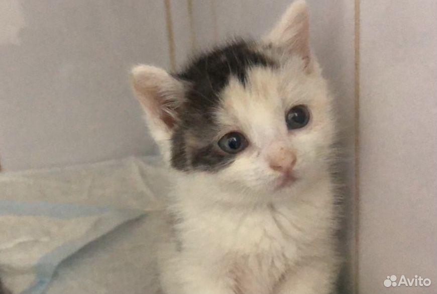 Котёнок Черепашка