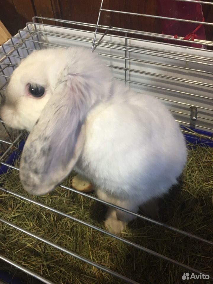 Кролик ручной
