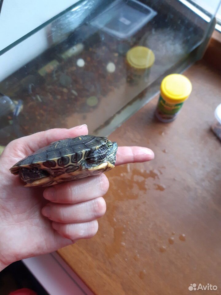 Черепаха с аквариумом