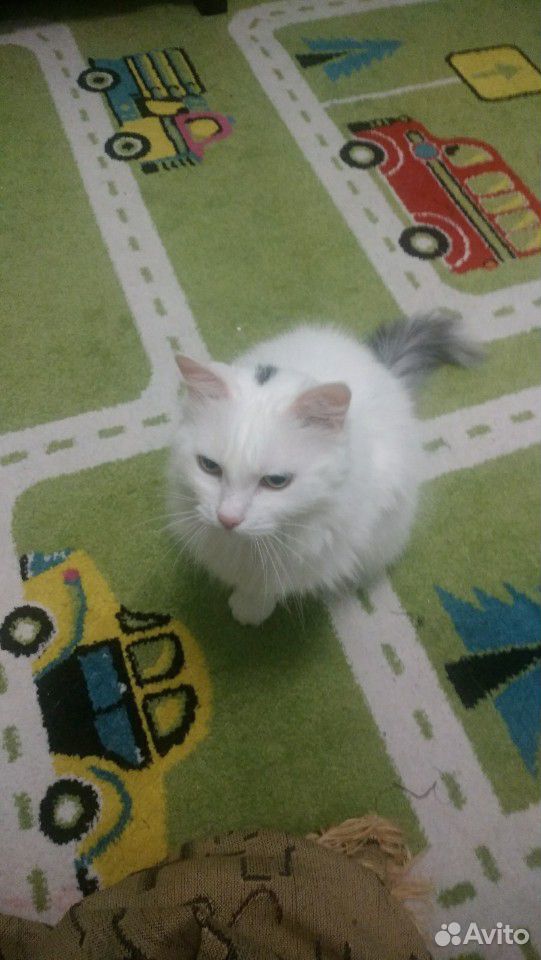 Кошка, Белка