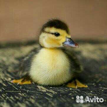 Индоутята суточные