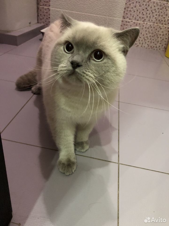 Кот Британец