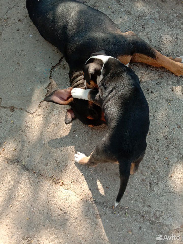 Стафордширский терьер