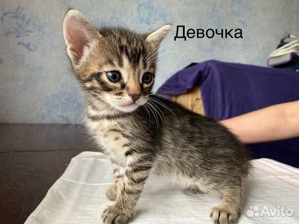 Отдам замечательных котят от породистой кошки