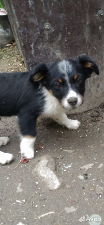 В добрые руки Кобелек