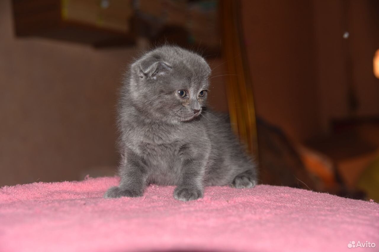 Плюшевый шустрик