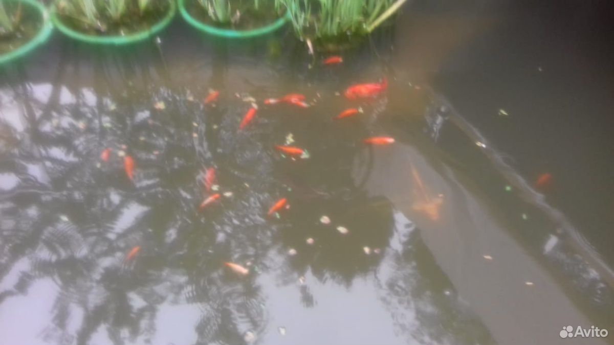 Годовалый малек золотой рыбки для пруда оптом