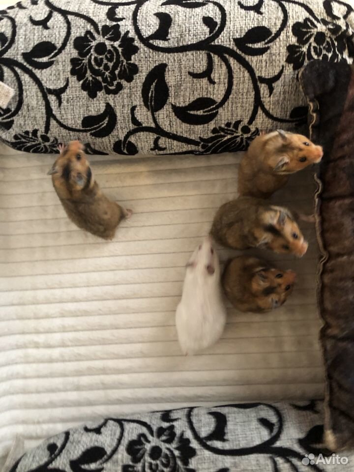 Хомячки бесплатно