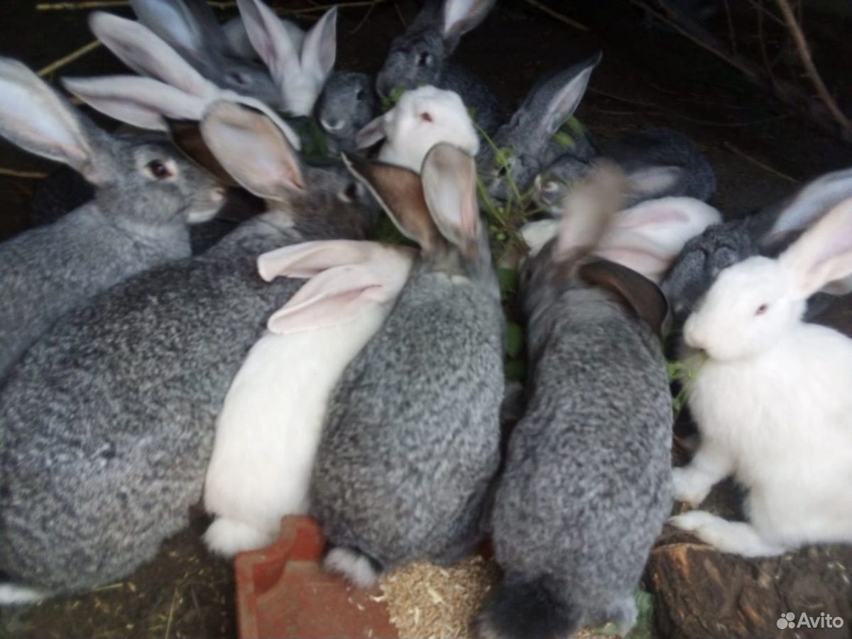Кролики от 1мес и старше и суточные цыплята бролер
