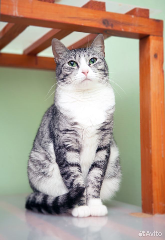 Кошка Сильва ищет дом