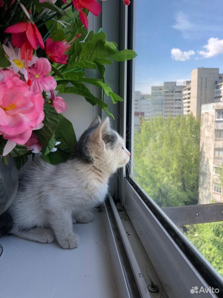 Отдам пушистых котят в хорошие руки