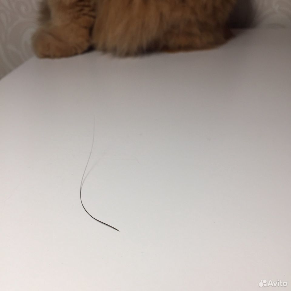 Котиный ус, котовий ус, ус кота, усик котика