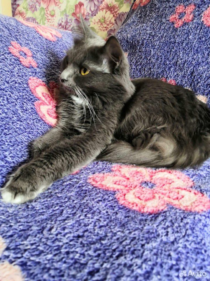 Замечательная кошечка в добрые руки