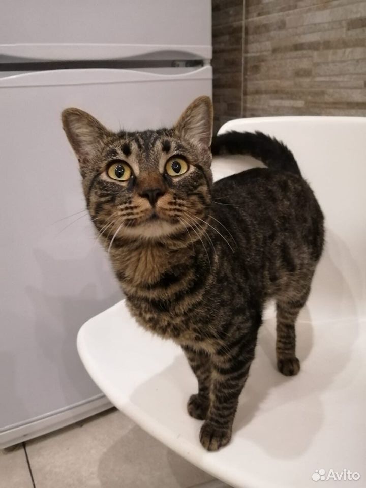Котик, который умеет улыбаться, в добрые руки)