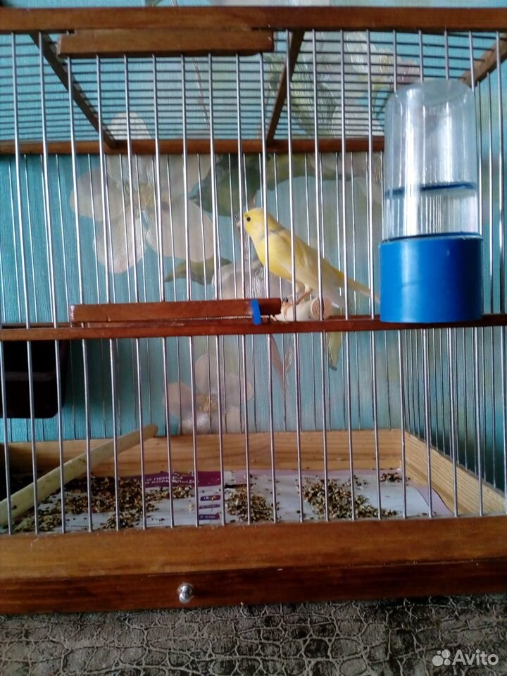 Кенара(канарейки)