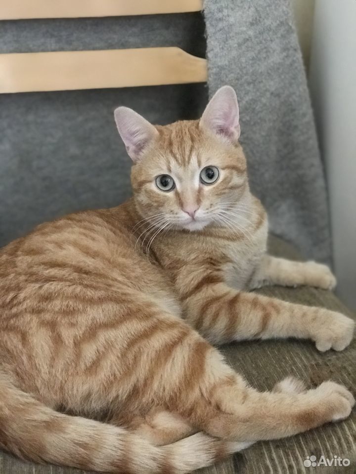 Котик Красава