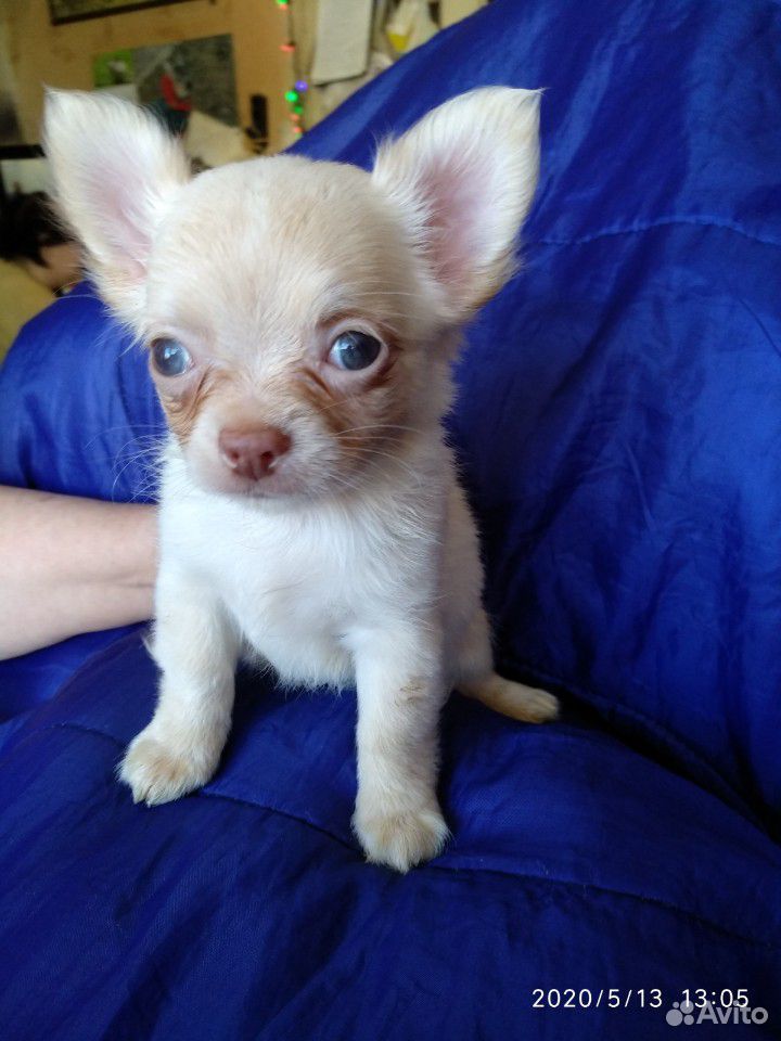 Супер мини мальчик бело-крем мрамор 1,5 мес