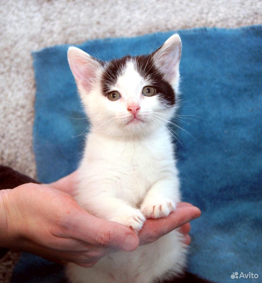 Девуля нежнуля-красотуля, 1,5-2 мес