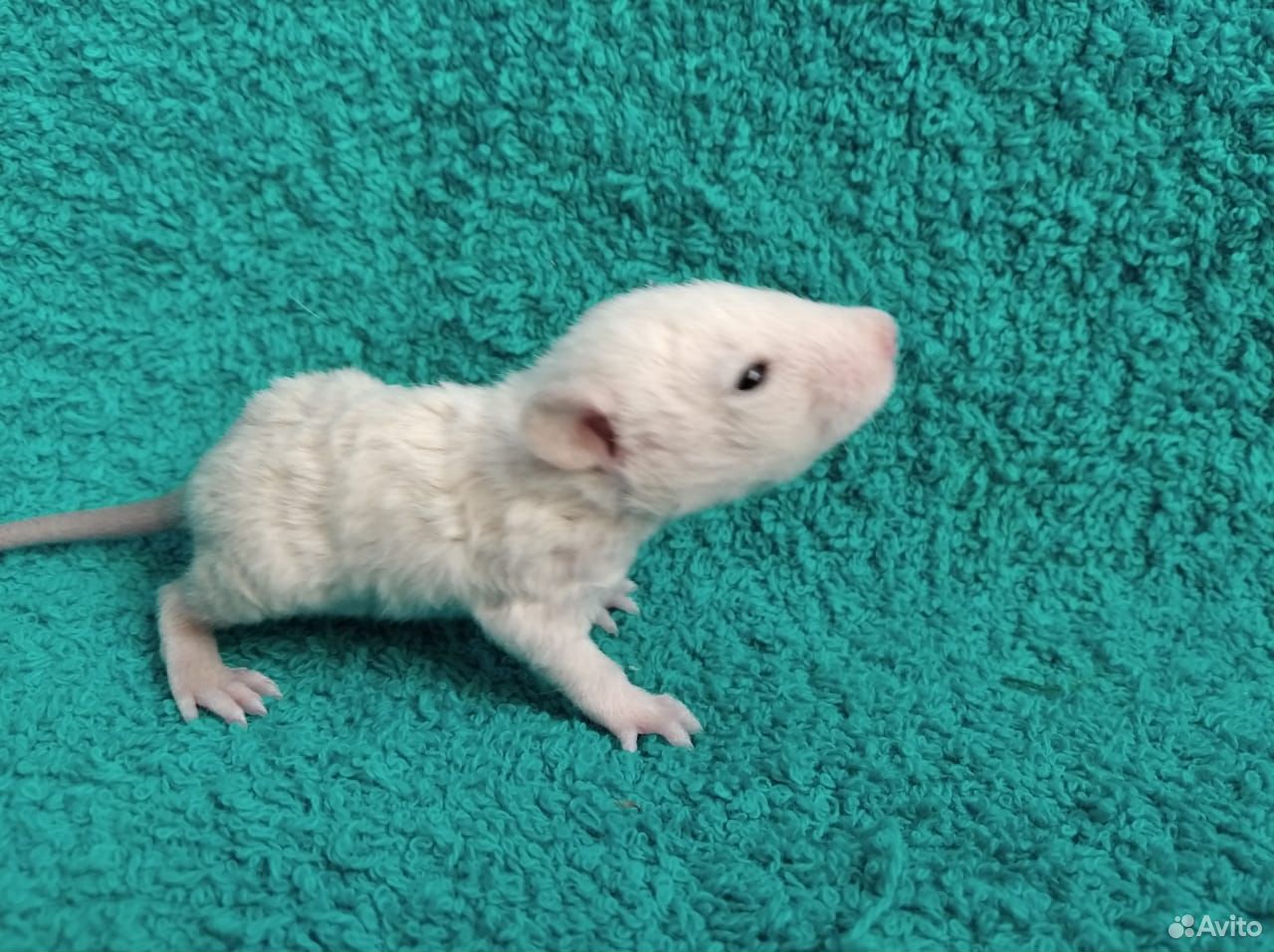 Крысята Сиам и Чёрные. Тип шерсти Стандарт и REX