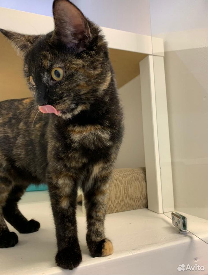 Кошечка Кексик