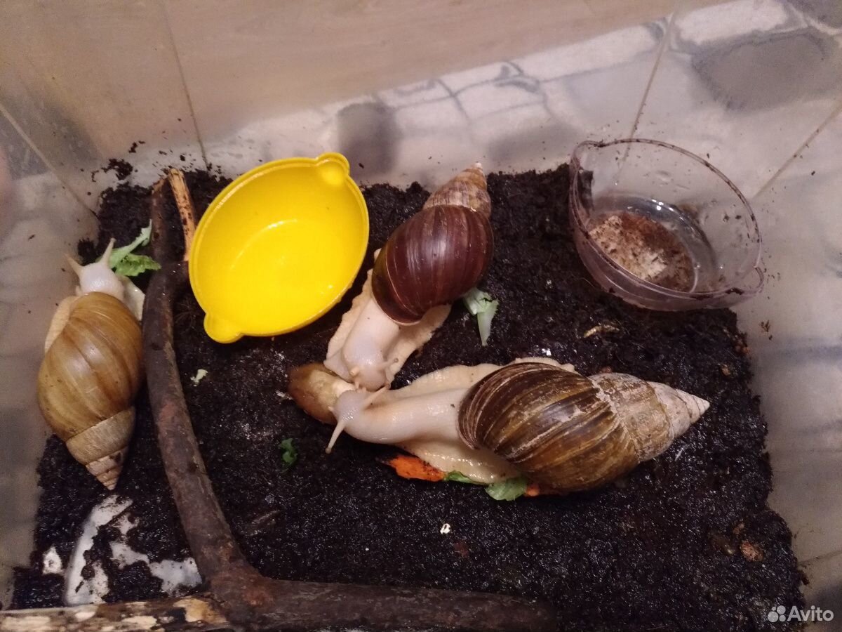 Улитки Ахатины дитеныши