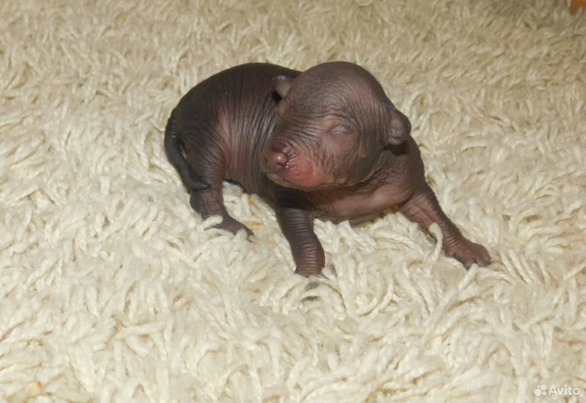 Мексиканская голая / Ксолоитцкуинтли мини мальчик