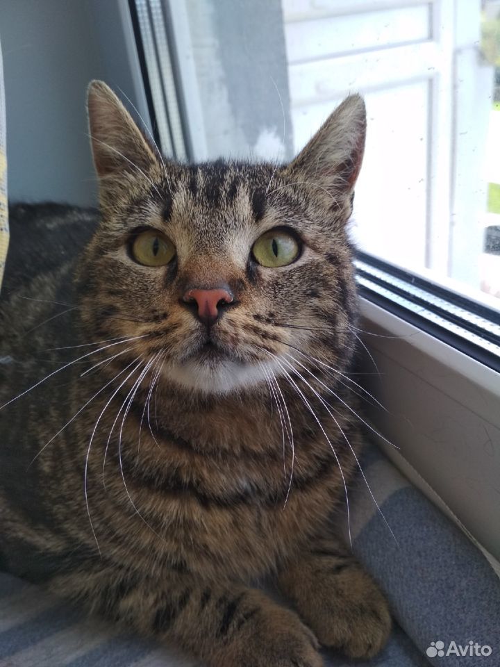 Котик Тимоша в добрые руки