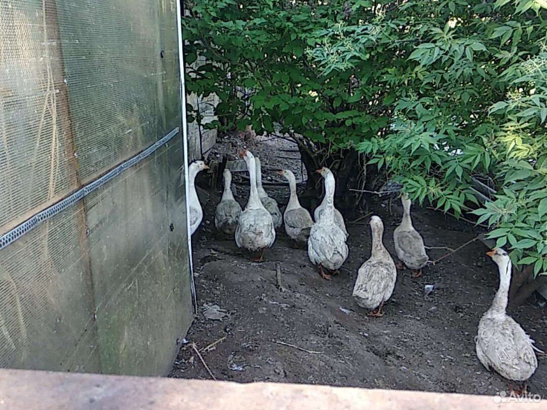 Гусь на племя. линда