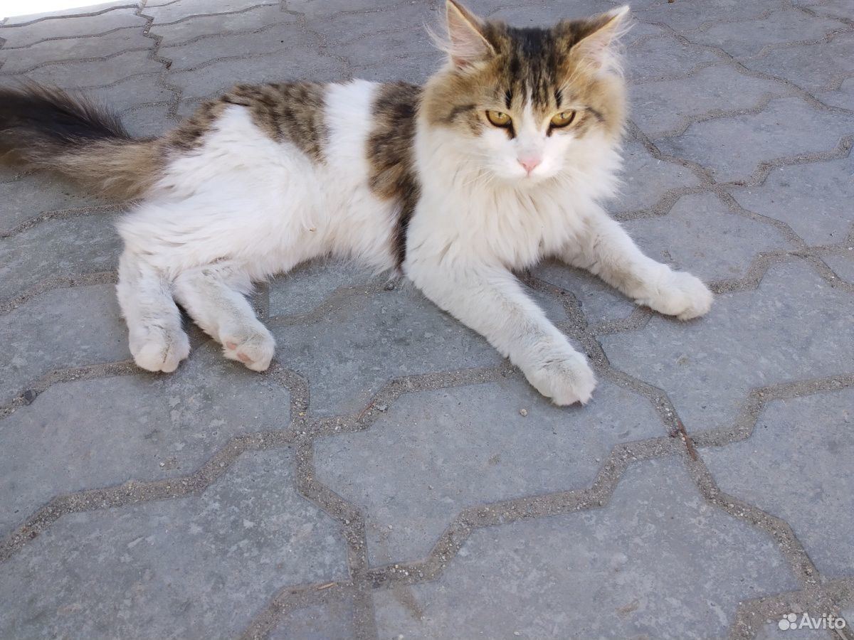 Кот в сапогах