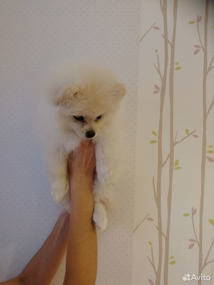 Продаётся померанский шпиц