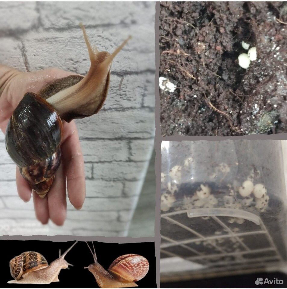 Ахатины(улиточки)