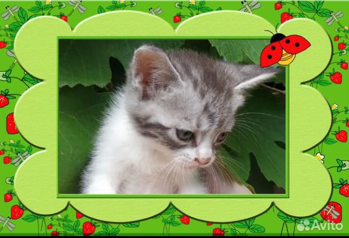 Метисик шотла