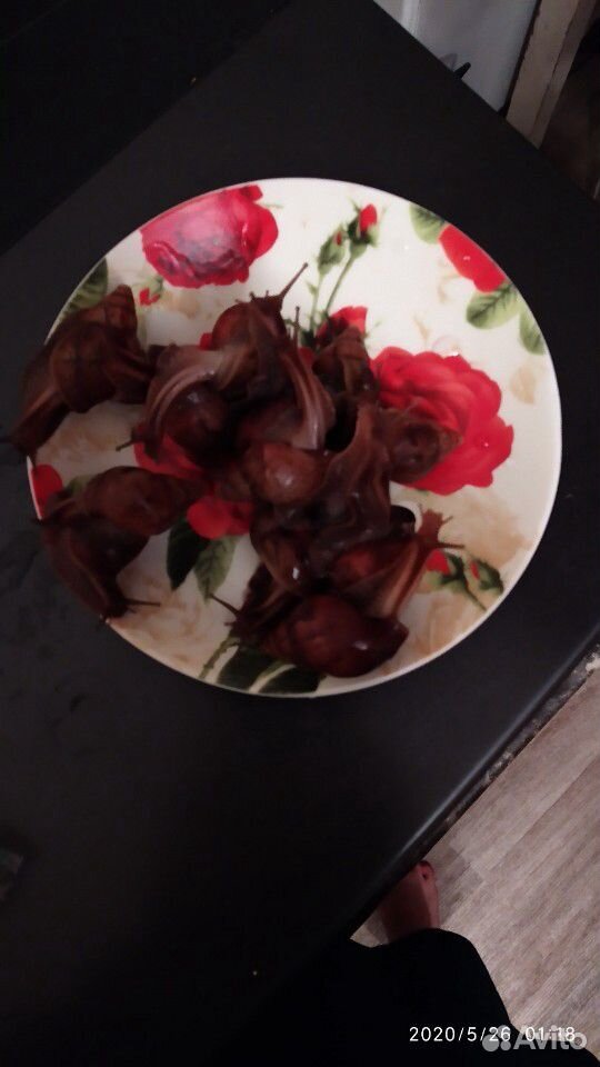 Улиточки Ахатины