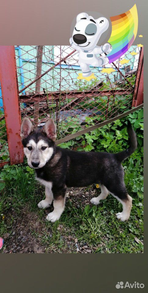 Щенок Маламут+лайка