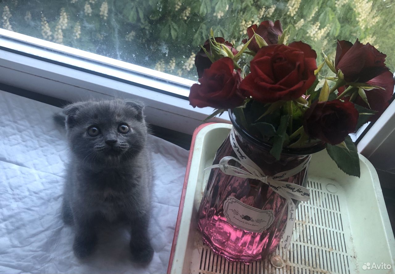 Шотландская девчушка