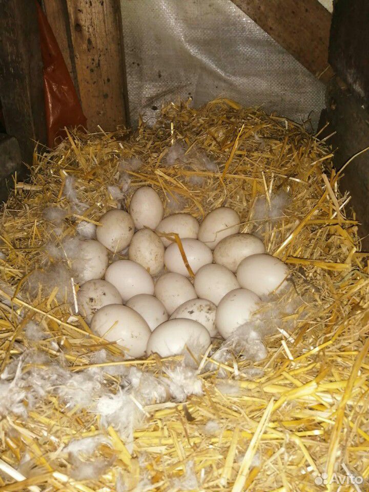 Инкубационные яйца индоуток