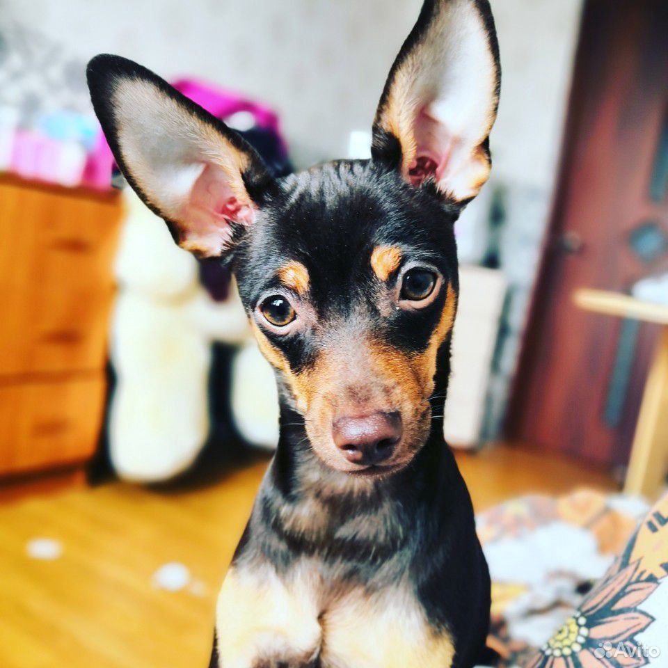 Русский той терьер ищет невесту