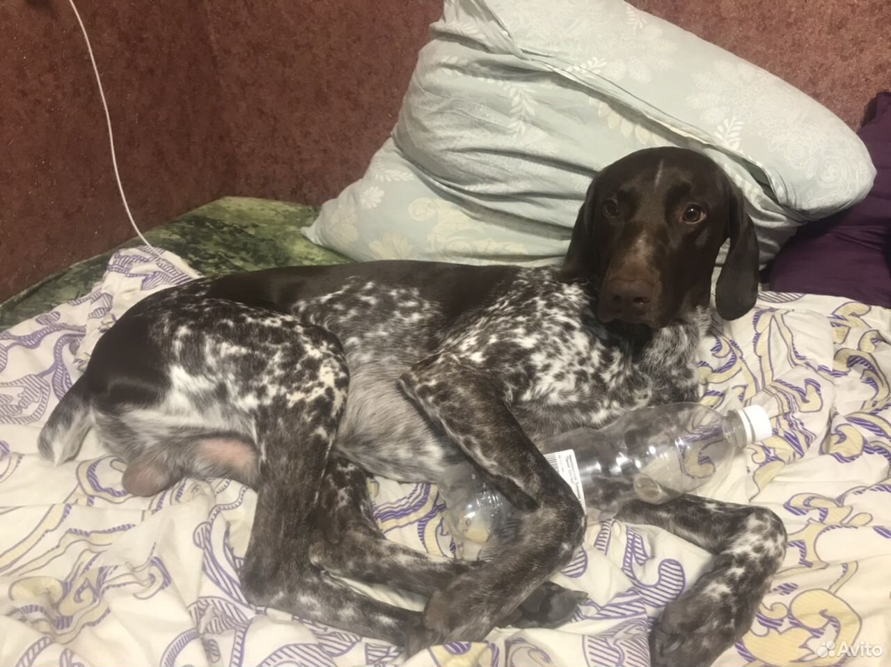 Пропал курцхаар