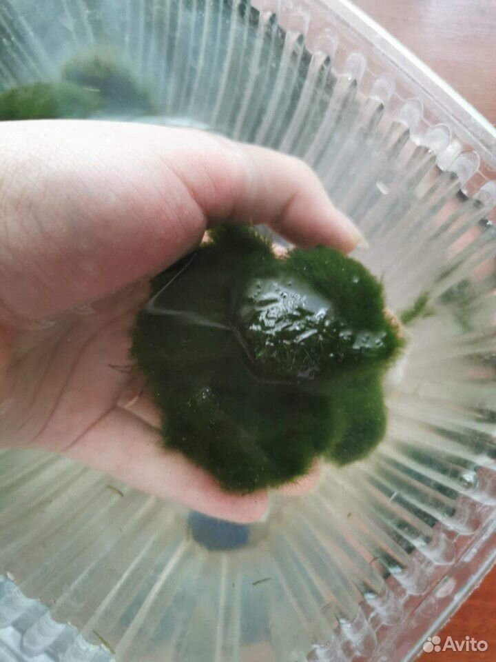 Водоросли кладофора