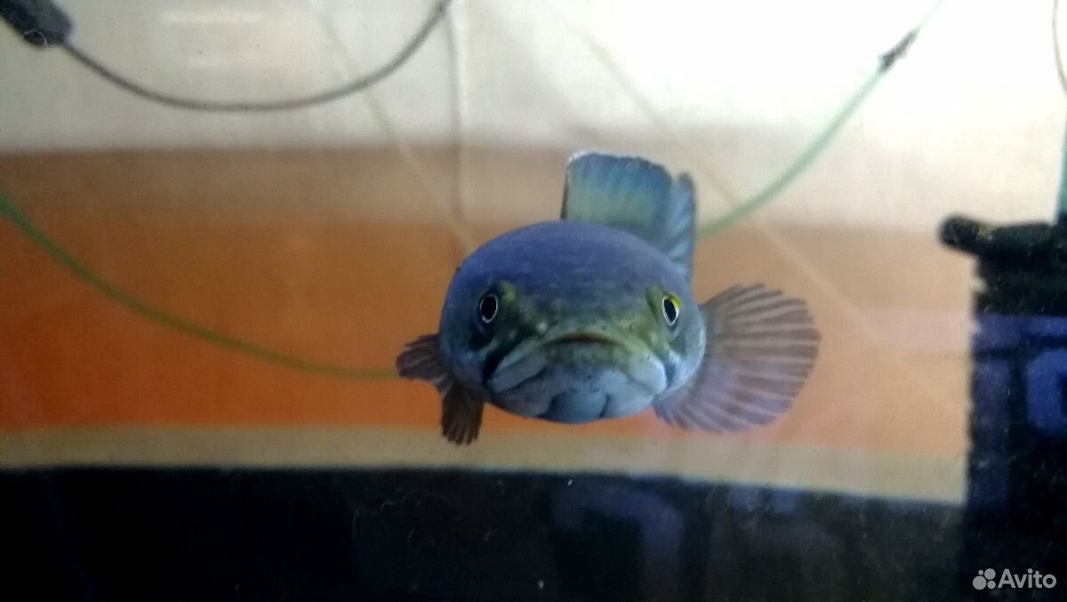 Змееголов стюарта(Channa stewartii)