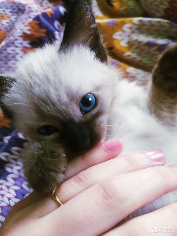 Сиамские Бармалейчики ищут дом:)