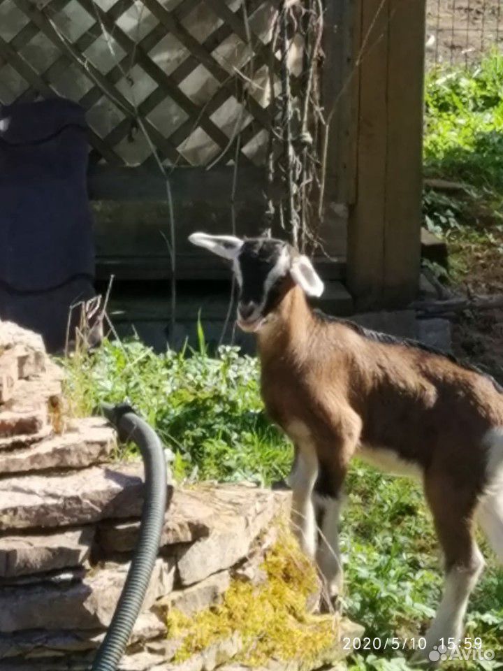 Козлята нубийско- тюрингийские 1,5 мес